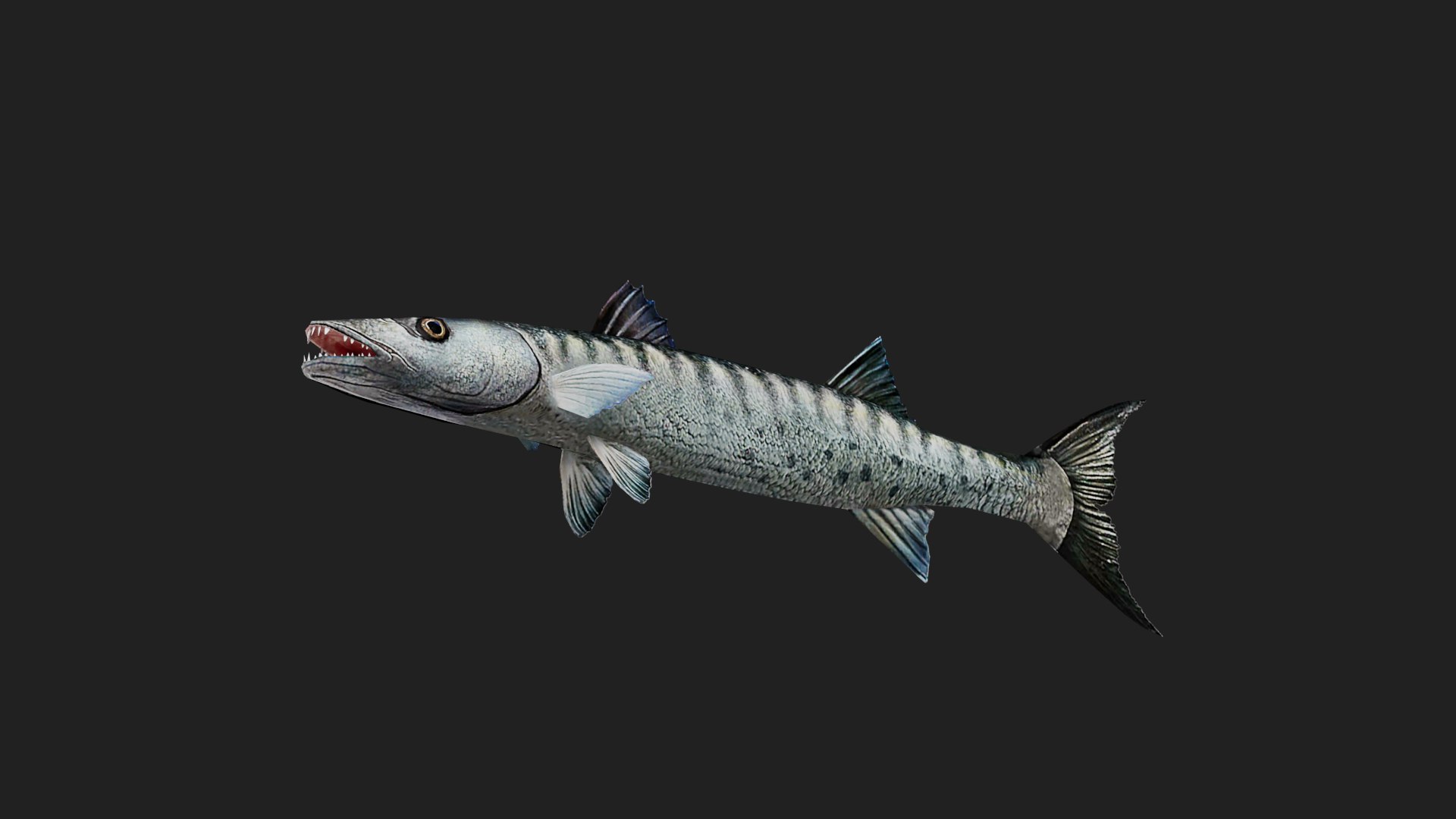 Barracuda 3D Model - TurboSquid 2123260