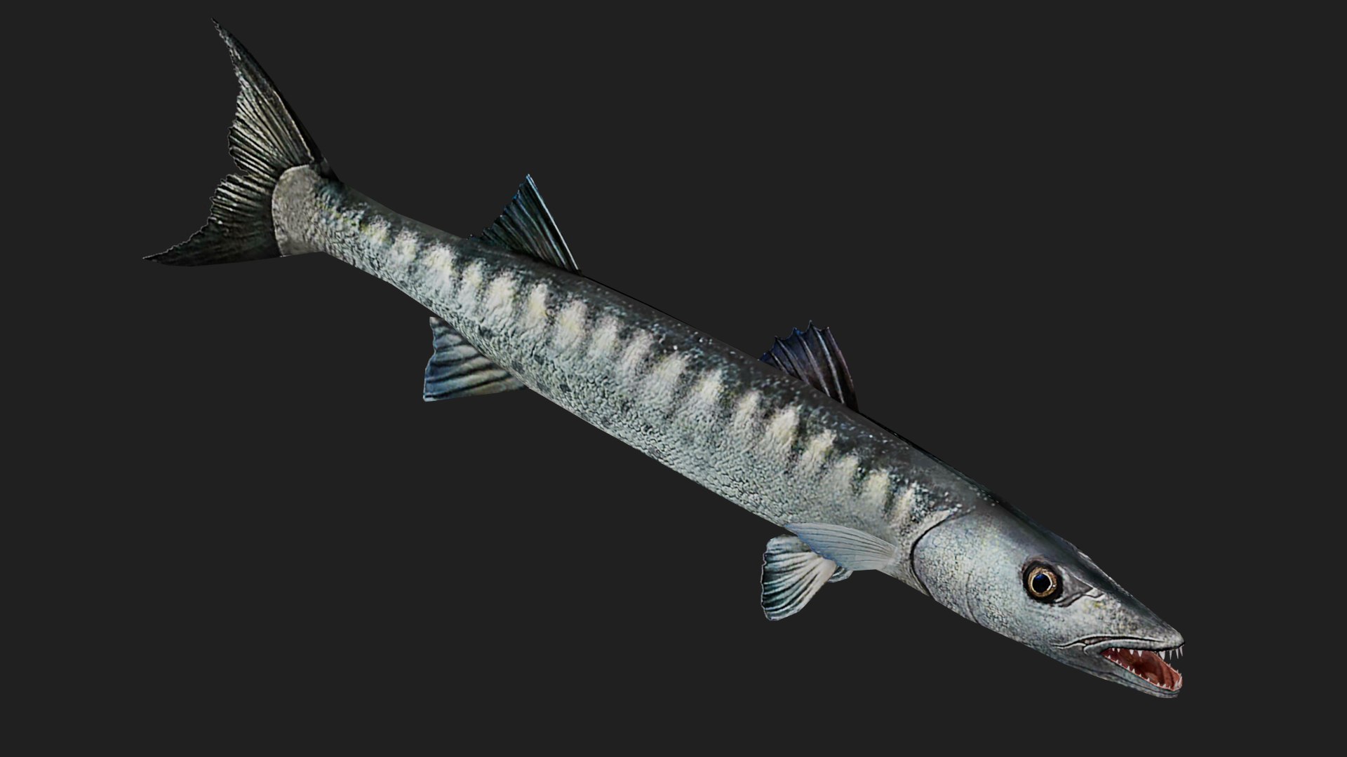 Barracuda 3D Model - TurboSquid 2123260