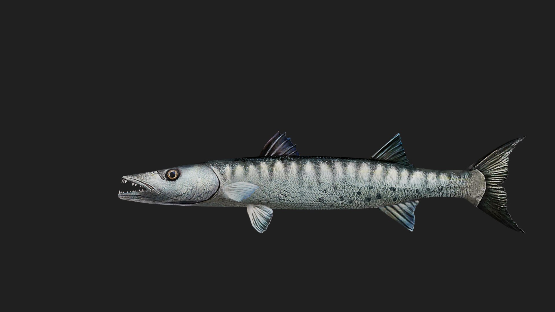 Barracuda 3D Model - TurboSquid 2123260