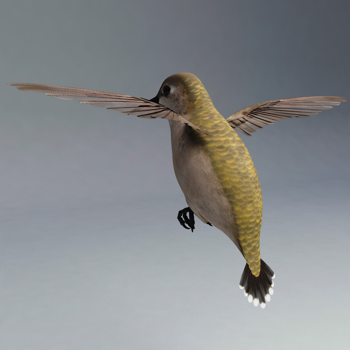 hummingbird pose1 3d model