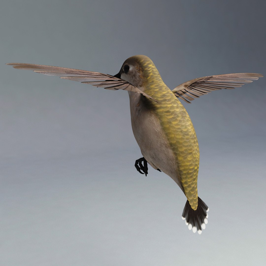Hummingbird Pose1 3d Model