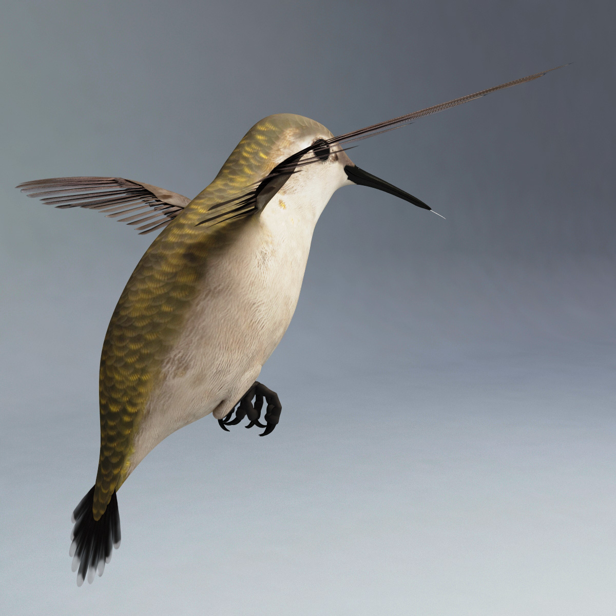hummingbird pose1 3d model