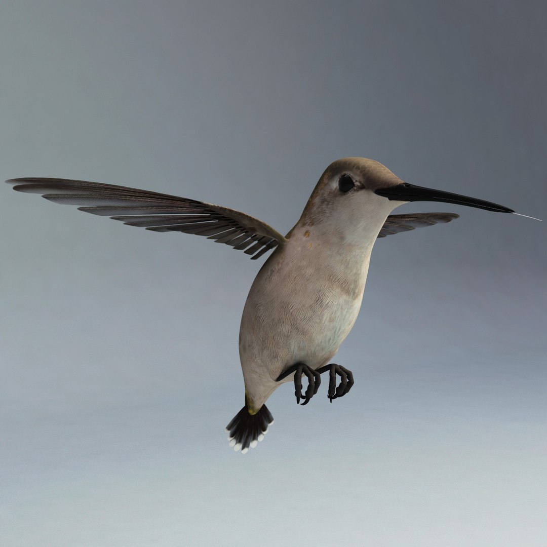 Hummingbird Pose1 3d Model