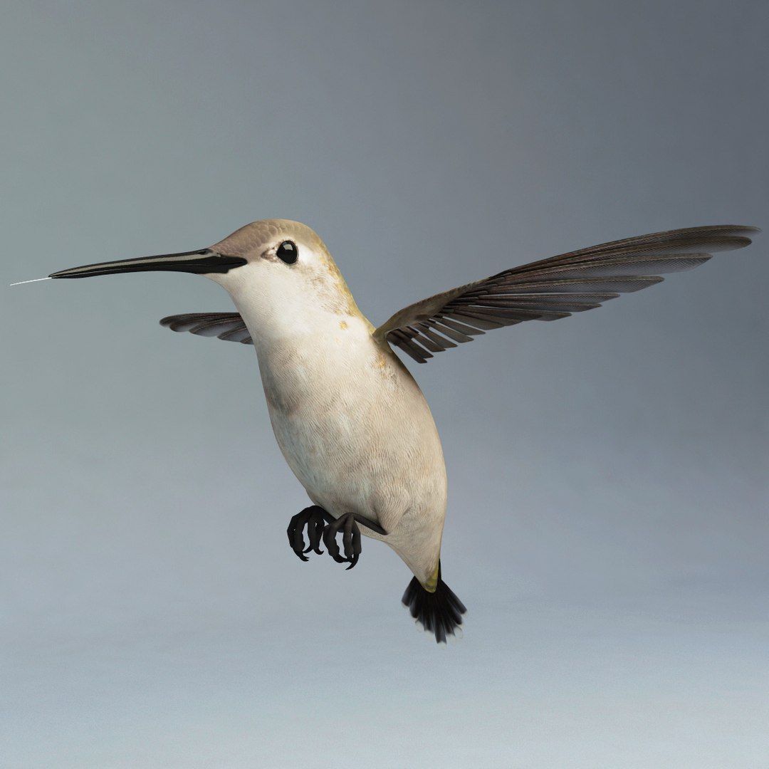 Hummingbird Pose1 3d Model