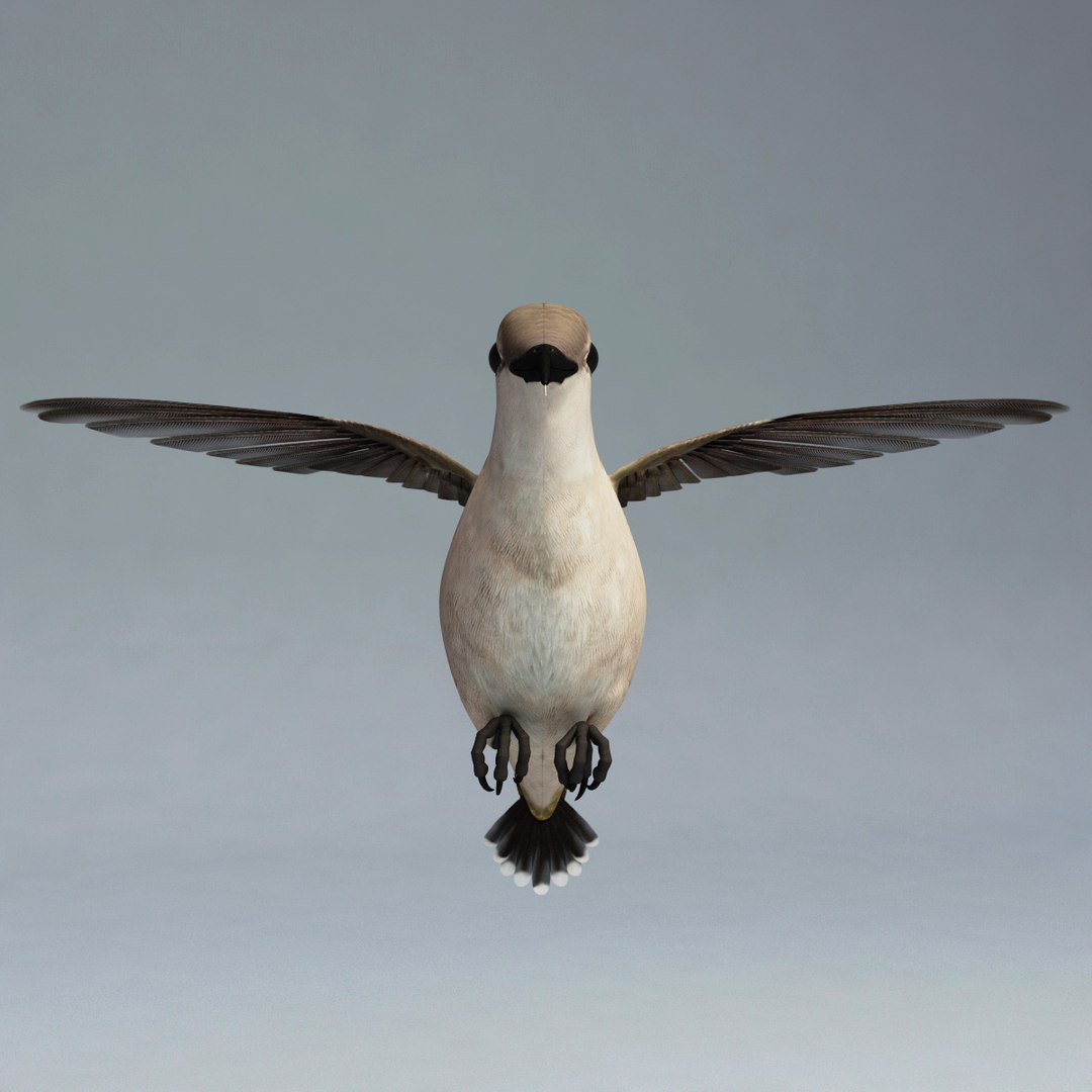 Hummingbird Pose1 3d Model