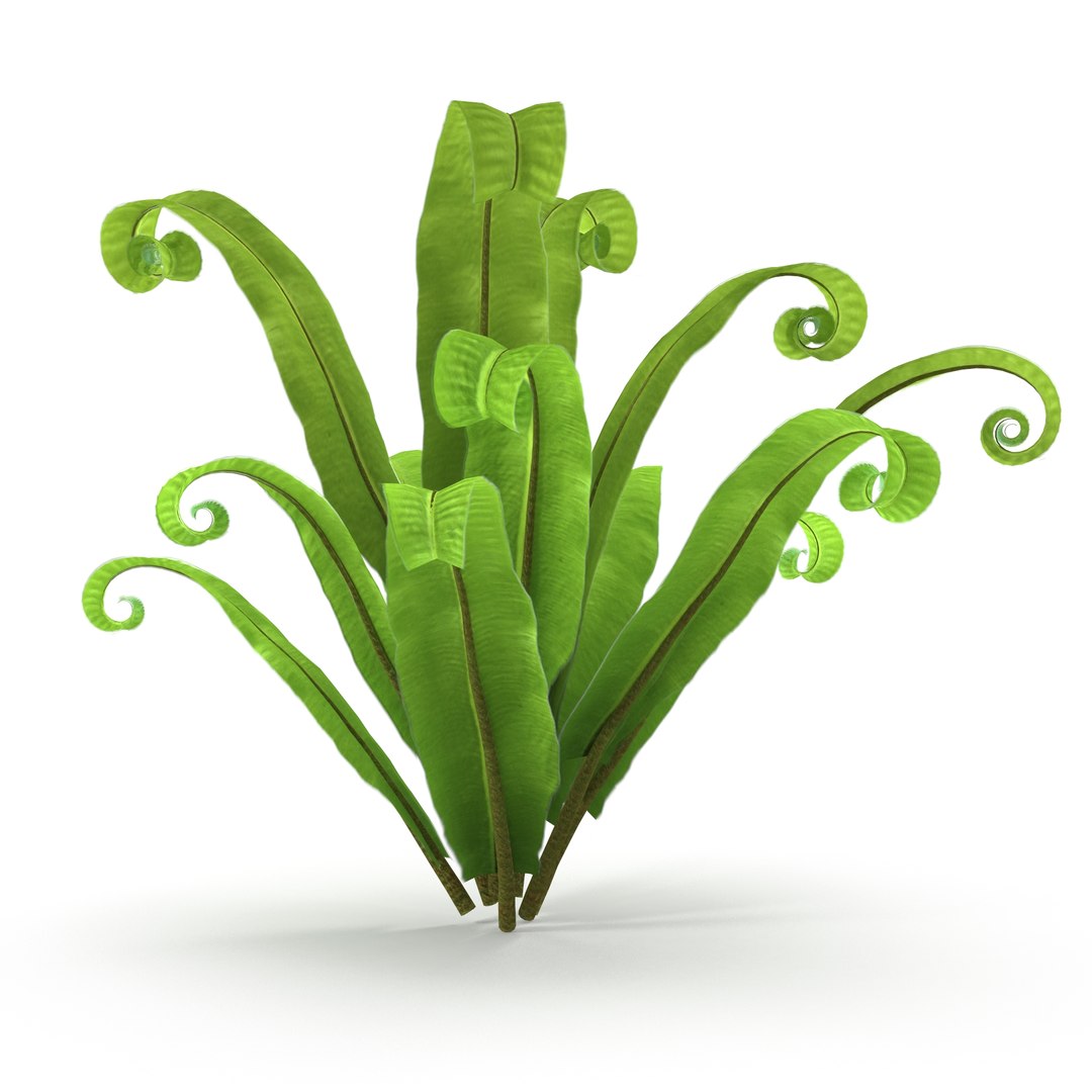 Fern 3D Model - TurboSquid 1813685