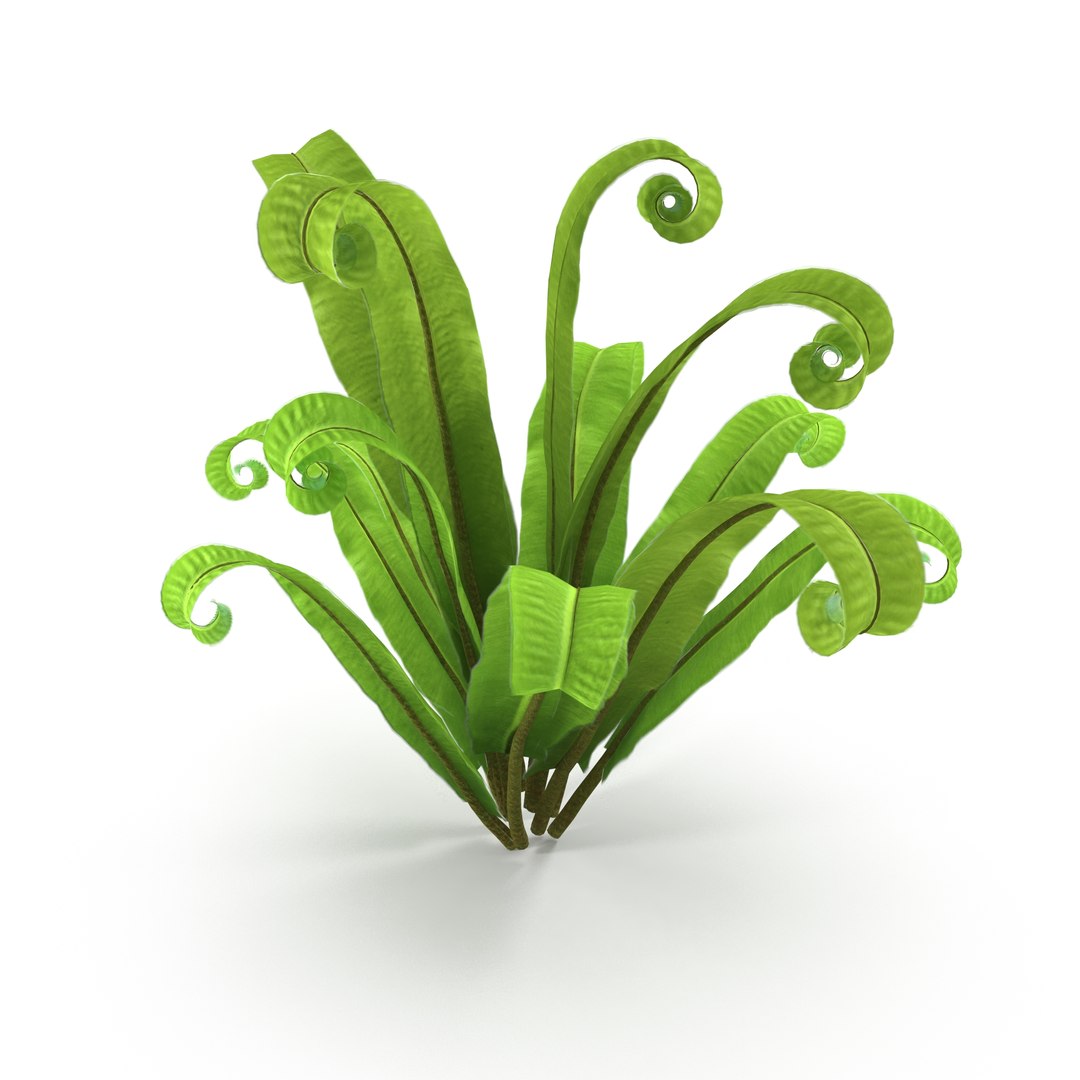 Fern 3D Model - TurboSquid 1813685