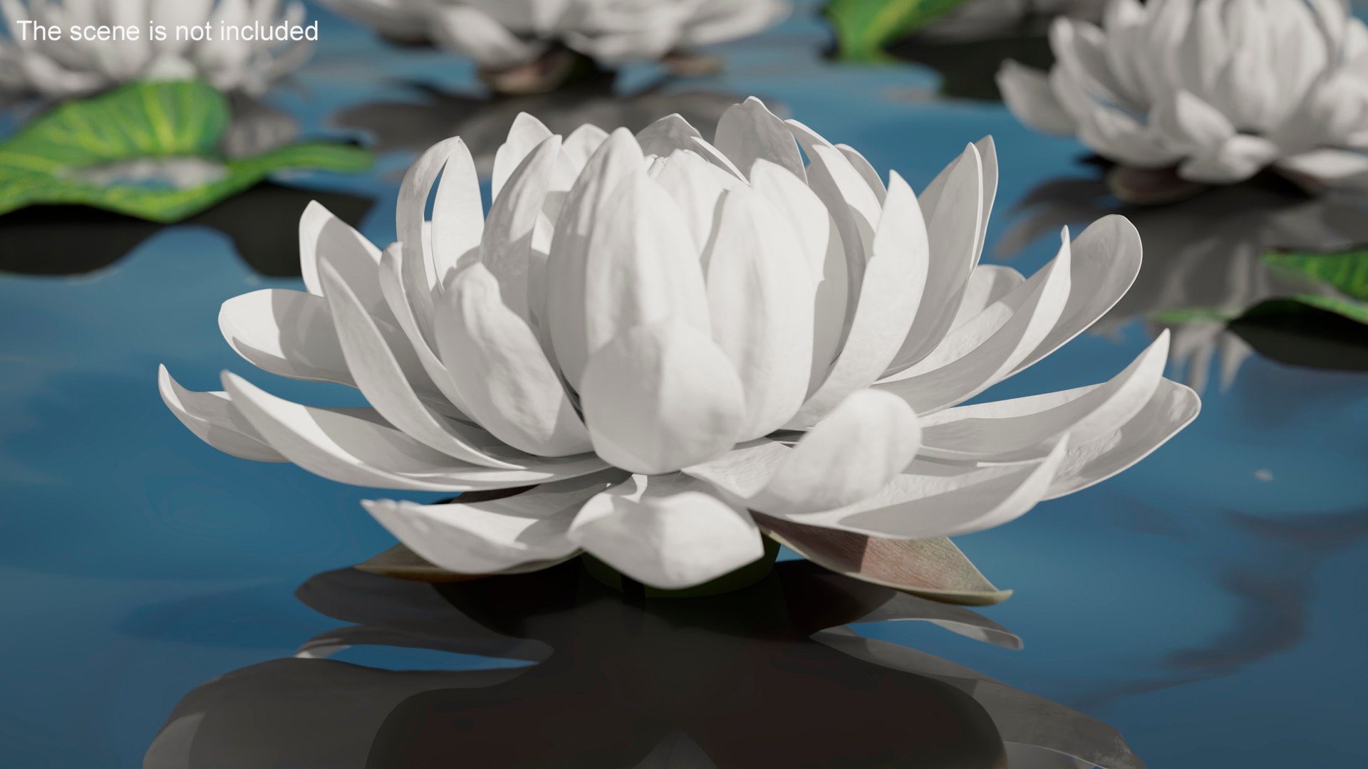 Flower Victoria Amazonica 3D Model - TurboSquid 2203724