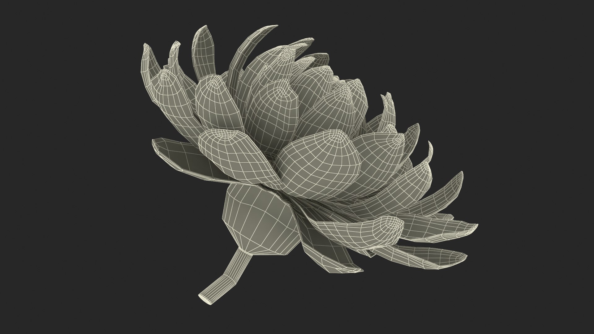 Flower Victoria Amazonica 3D Model - TurboSquid 2203724