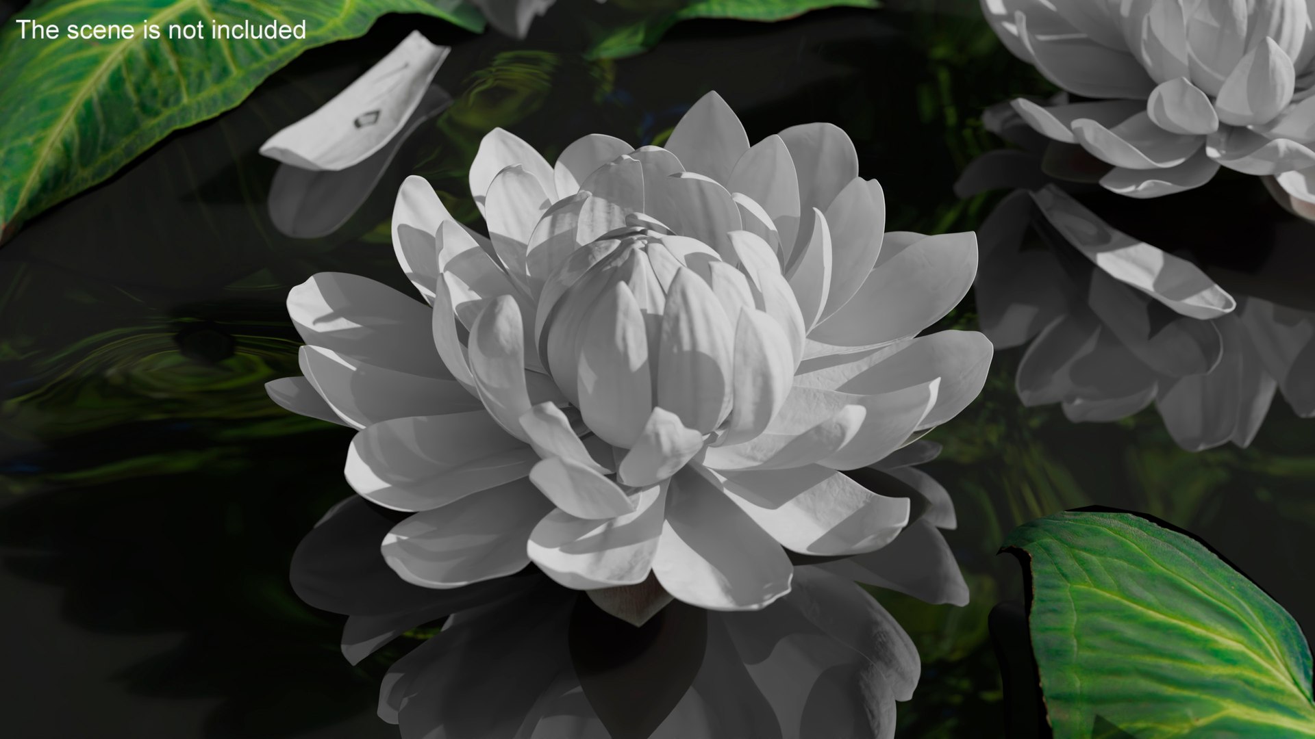 Flower Victoria Amazonica 3D Model - TurboSquid 2203724