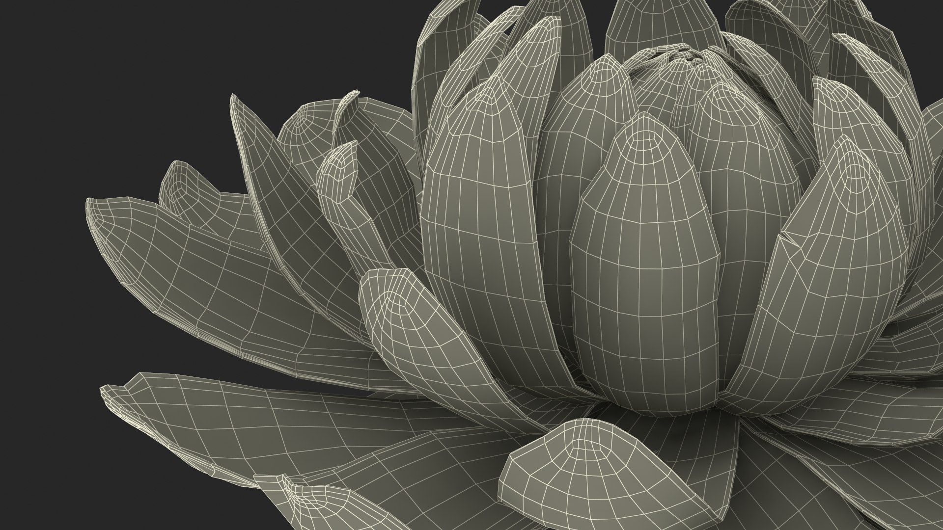 Flower Victoria Amazonica 3D Model - TurboSquid 2203724