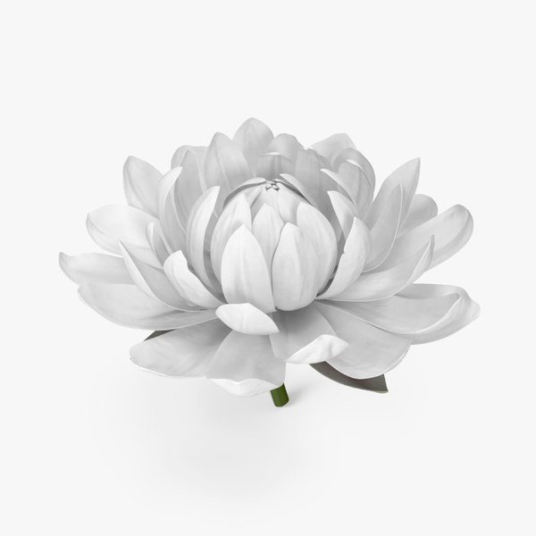 modelo 3d Flor Victoria Amazónica - TurboSquid 2203724