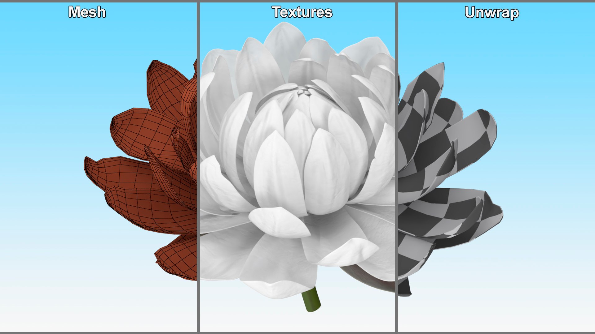 Flower Victoria Amazonica 3D Model - TurboSquid 2203724