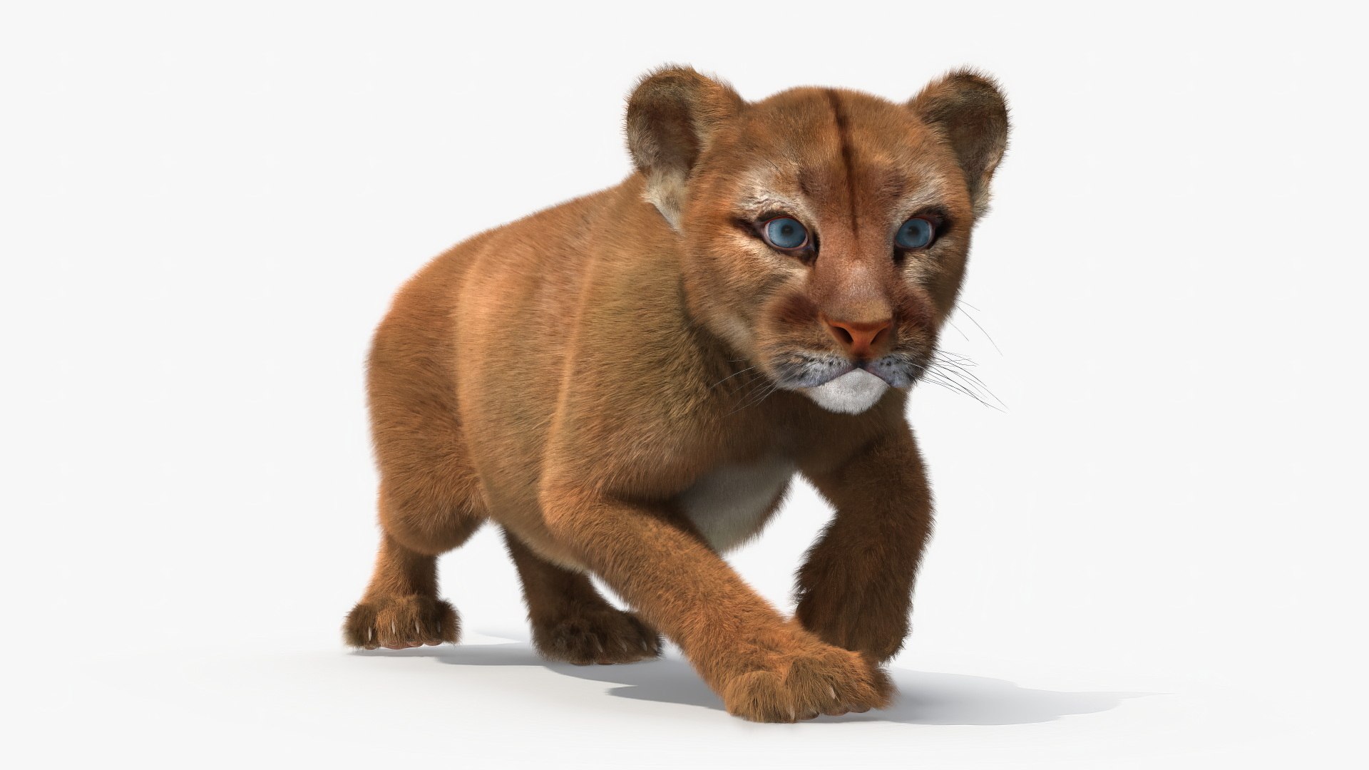 3D Puma Cub With Fur Rigged Model - TurboSquid 2351885