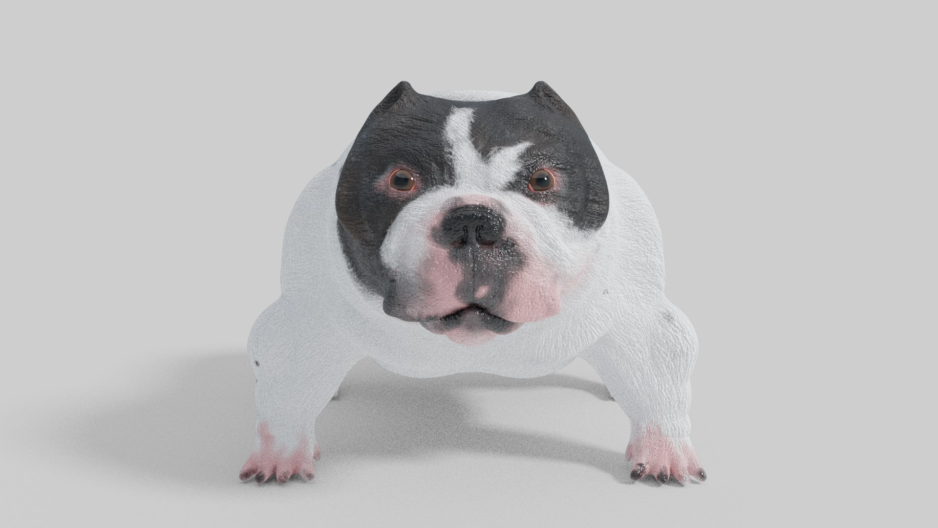 3D Pitbull Model 3D Model - TurboSquid 1906213
