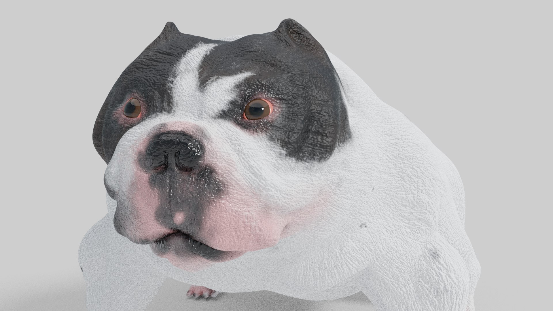 3D Pitbull Model 3D Model - TurboSquid 1906213