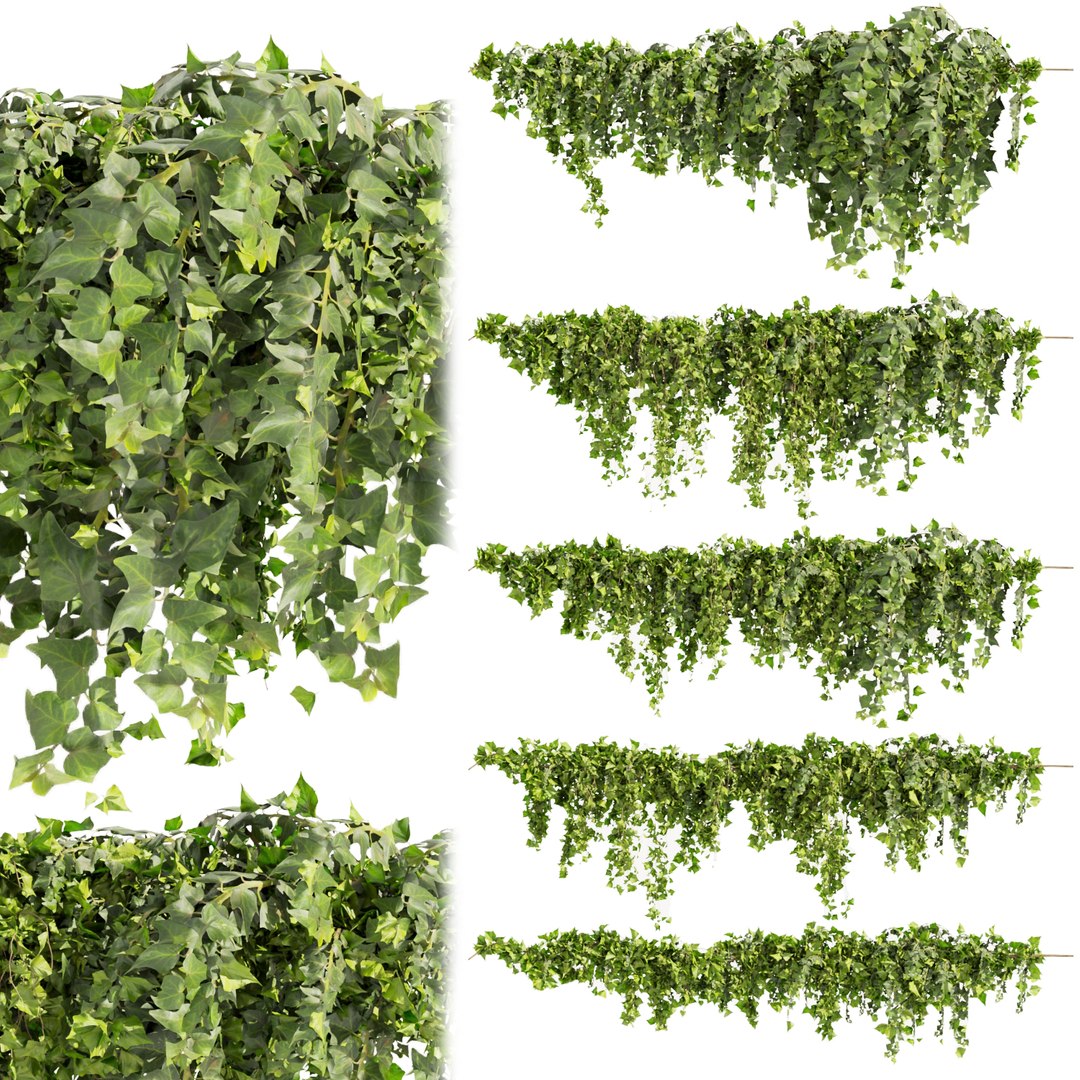 3D Collection Plant Vol 437 - Hedera - Leaf - Fitowall - Ivy Model ...
