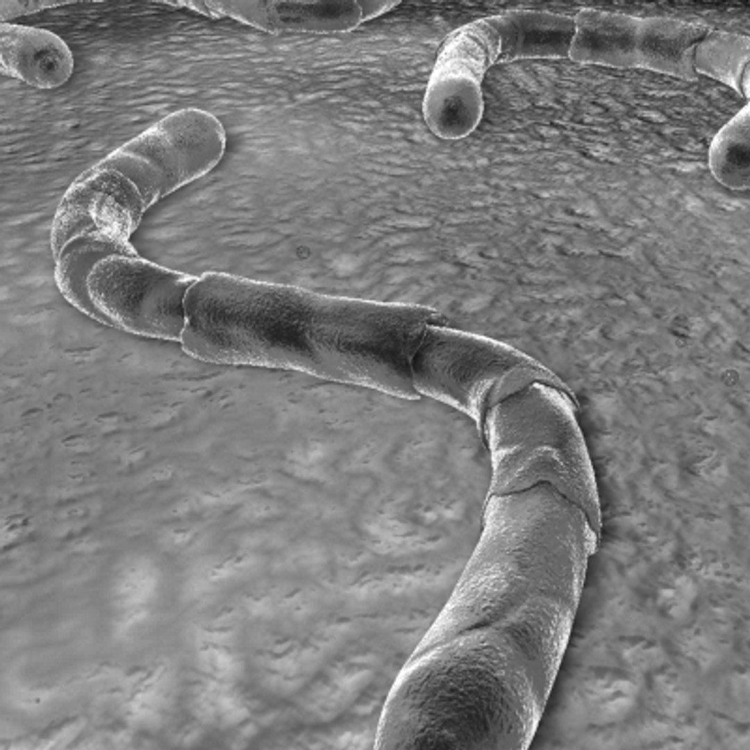 3d Realistic Bacterias Model