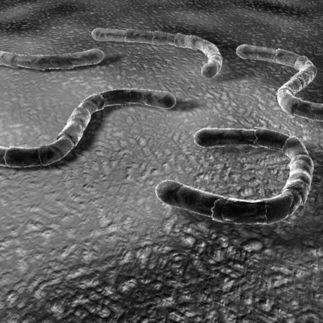 3d Realistic Bacterias Model