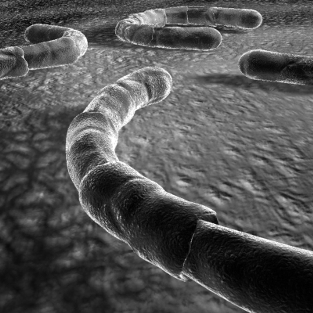 3d Realistic Bacterias Model