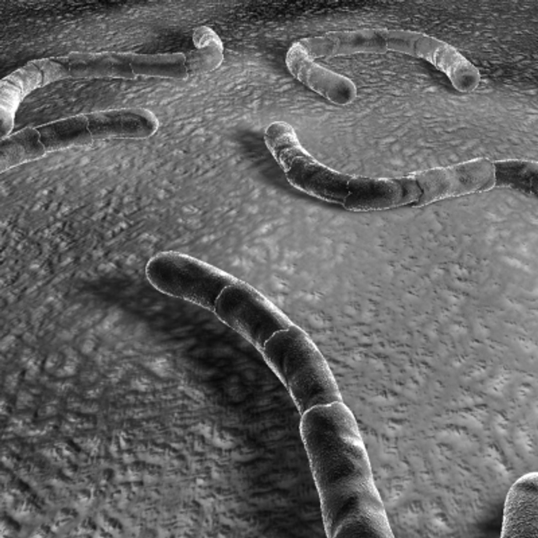3d Realistic Bacterias Model