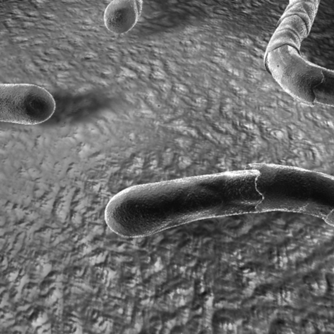 3d Realistic Bacterias Model