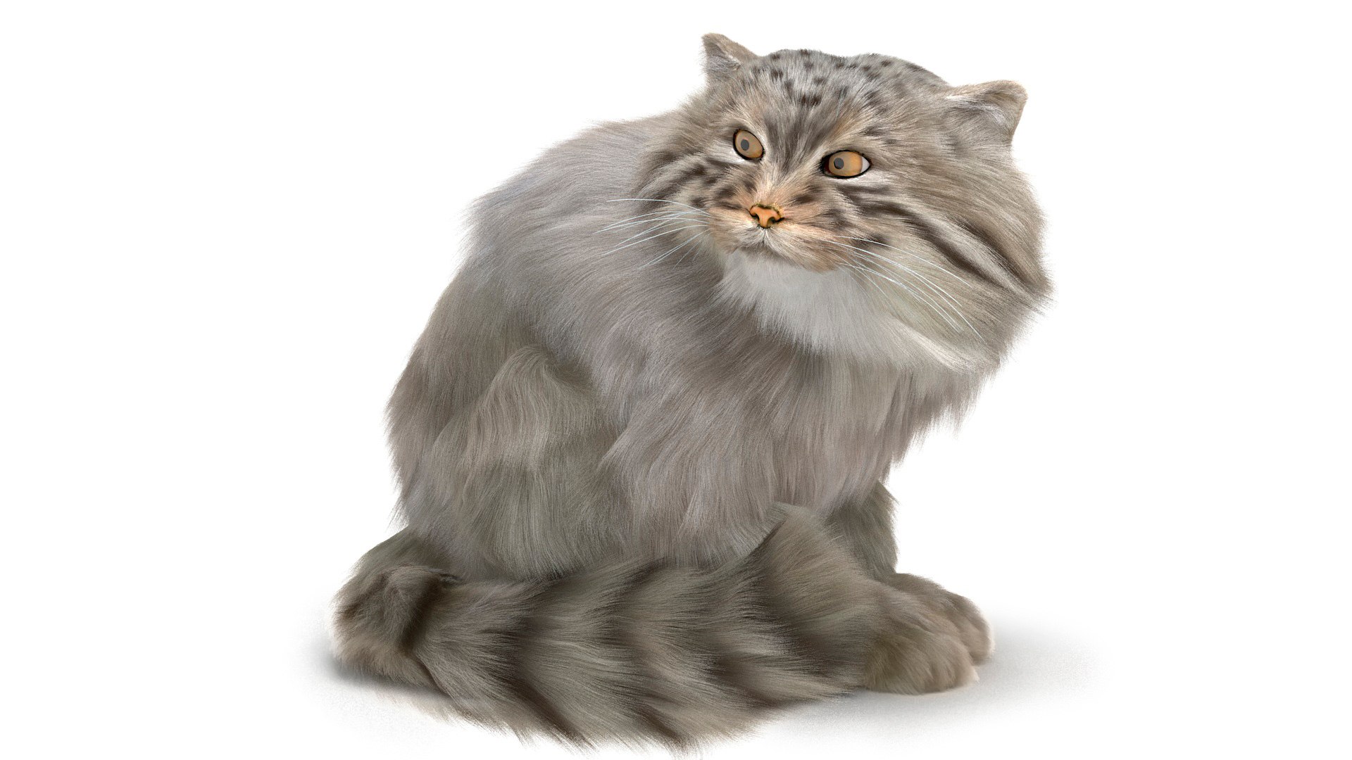 Pallas Cat With Fur Animated 3D Model - TurboSquid 2269803