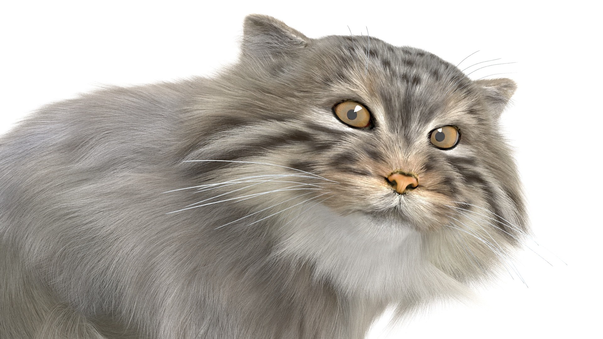 Pallas Cat With Fur Animated 3D Model - TurboSquid 2269803