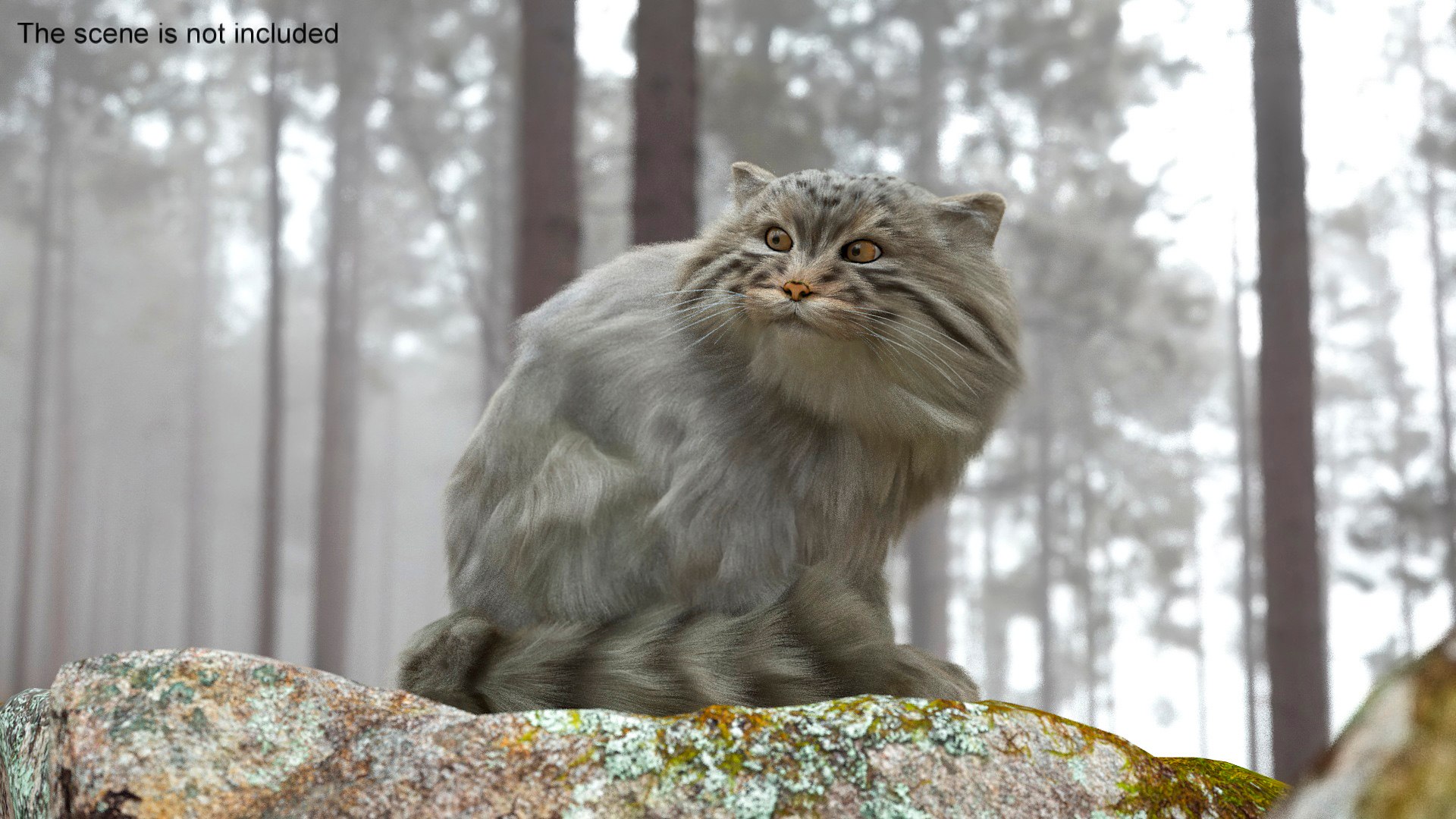 Pallas Cat With Fur Animated 3D Model - TurboSquid 2269803