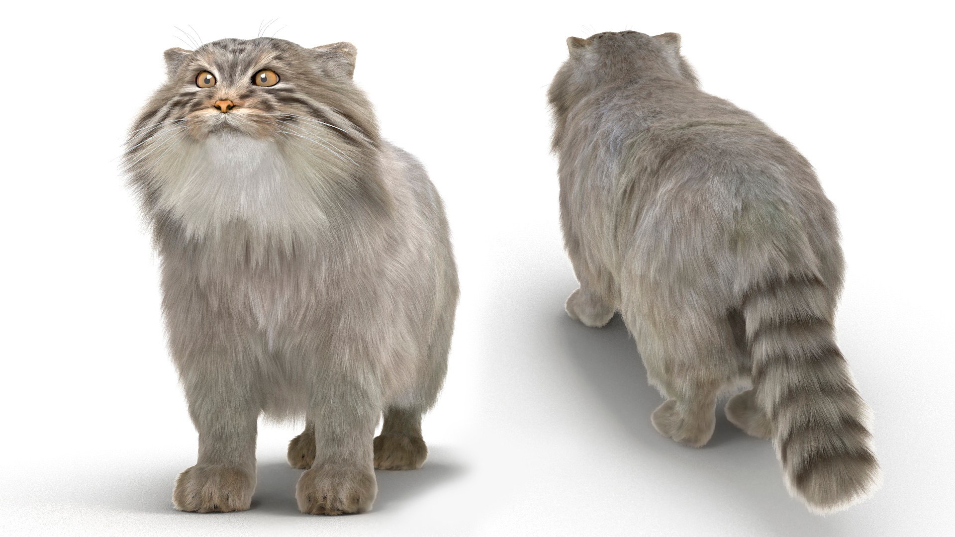 Pallas Cat With Fur Animated 3D Model - TurboSquid 2269803