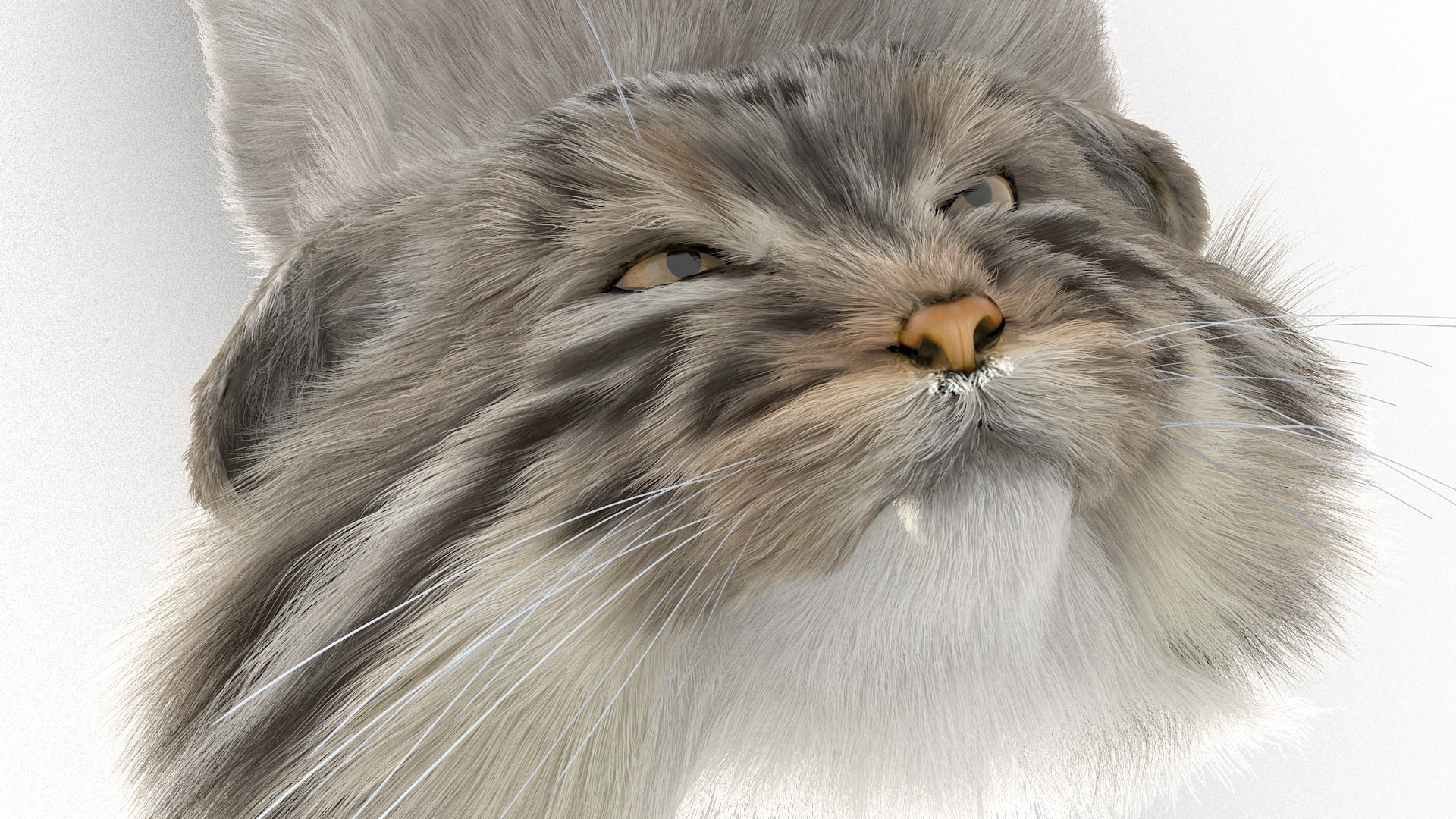 Pallas Cat With Fur Animated 3D Model - TurboSquid 2269803