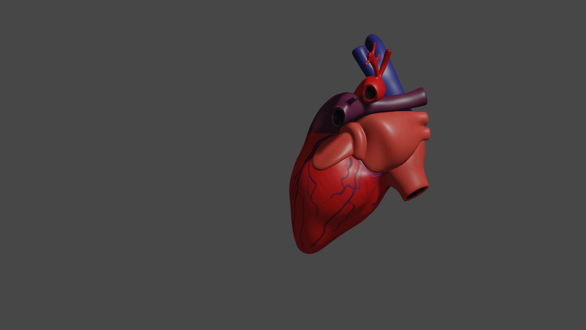 Anatomical model of the human heart 3D model - TurboSquid 2038660