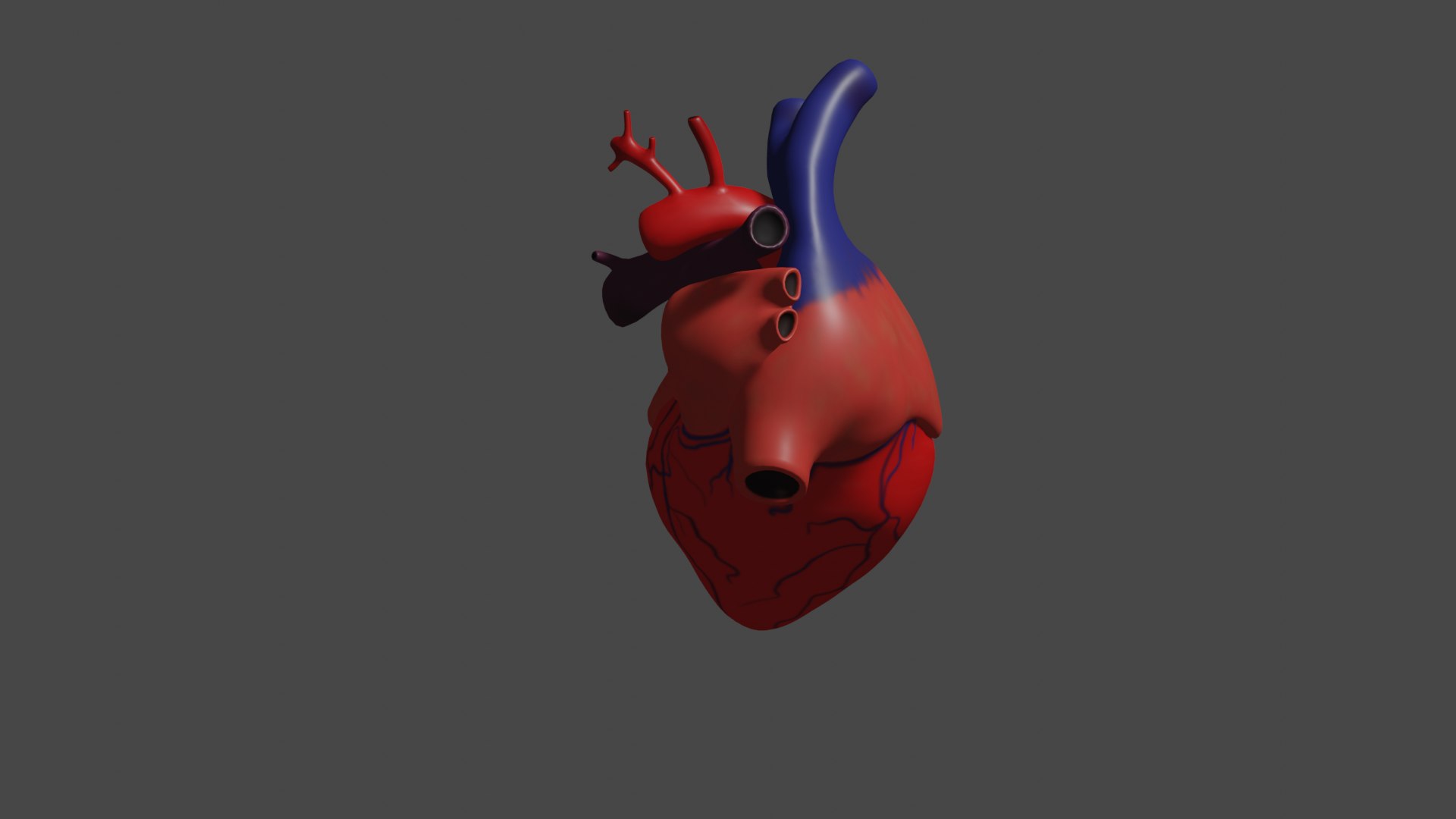 Anatomical model of the human heart 3D model - TurboSquid 2038660