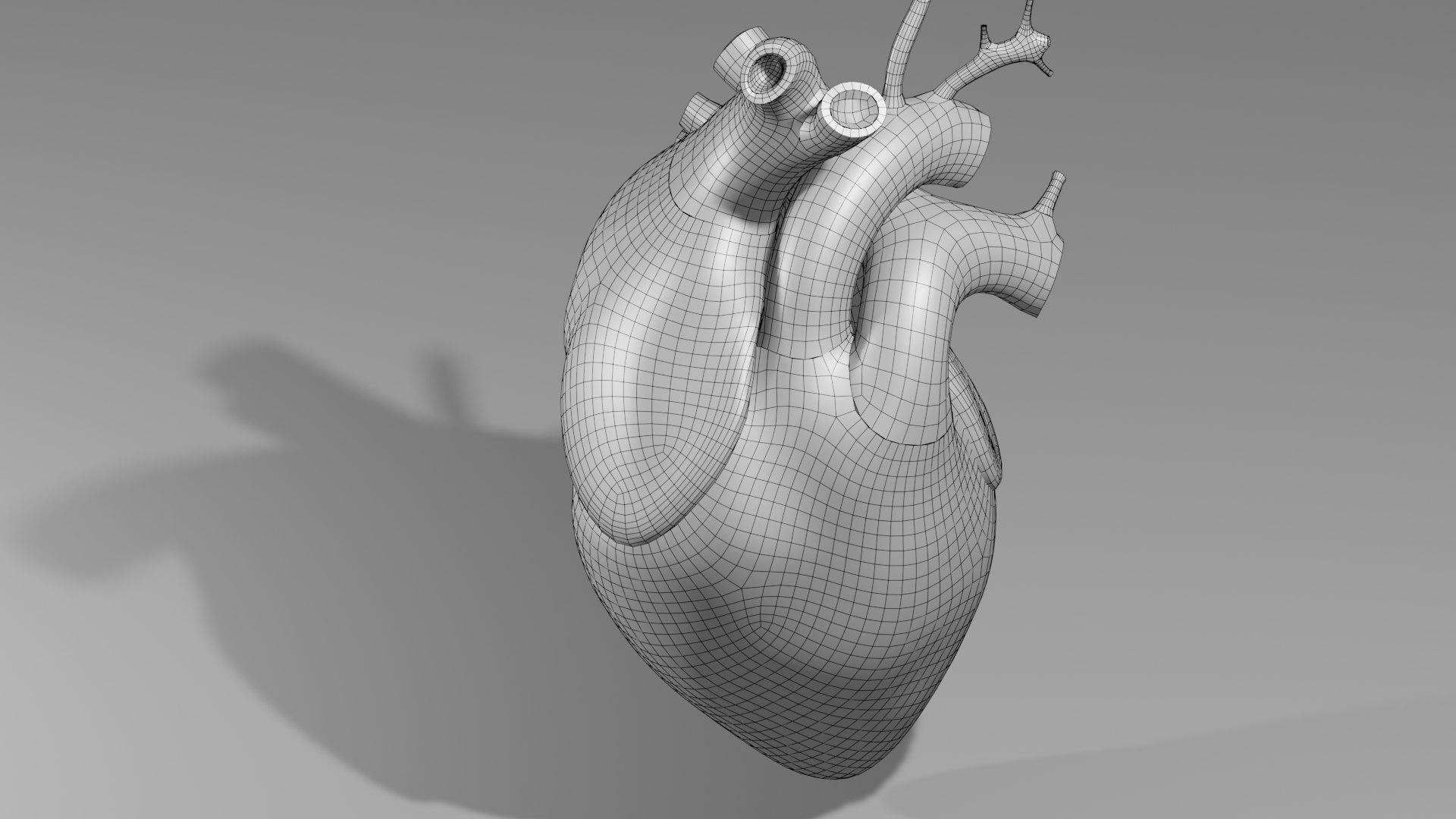 Anatomical model of the human heart 3D model - TurboSquid 2038660