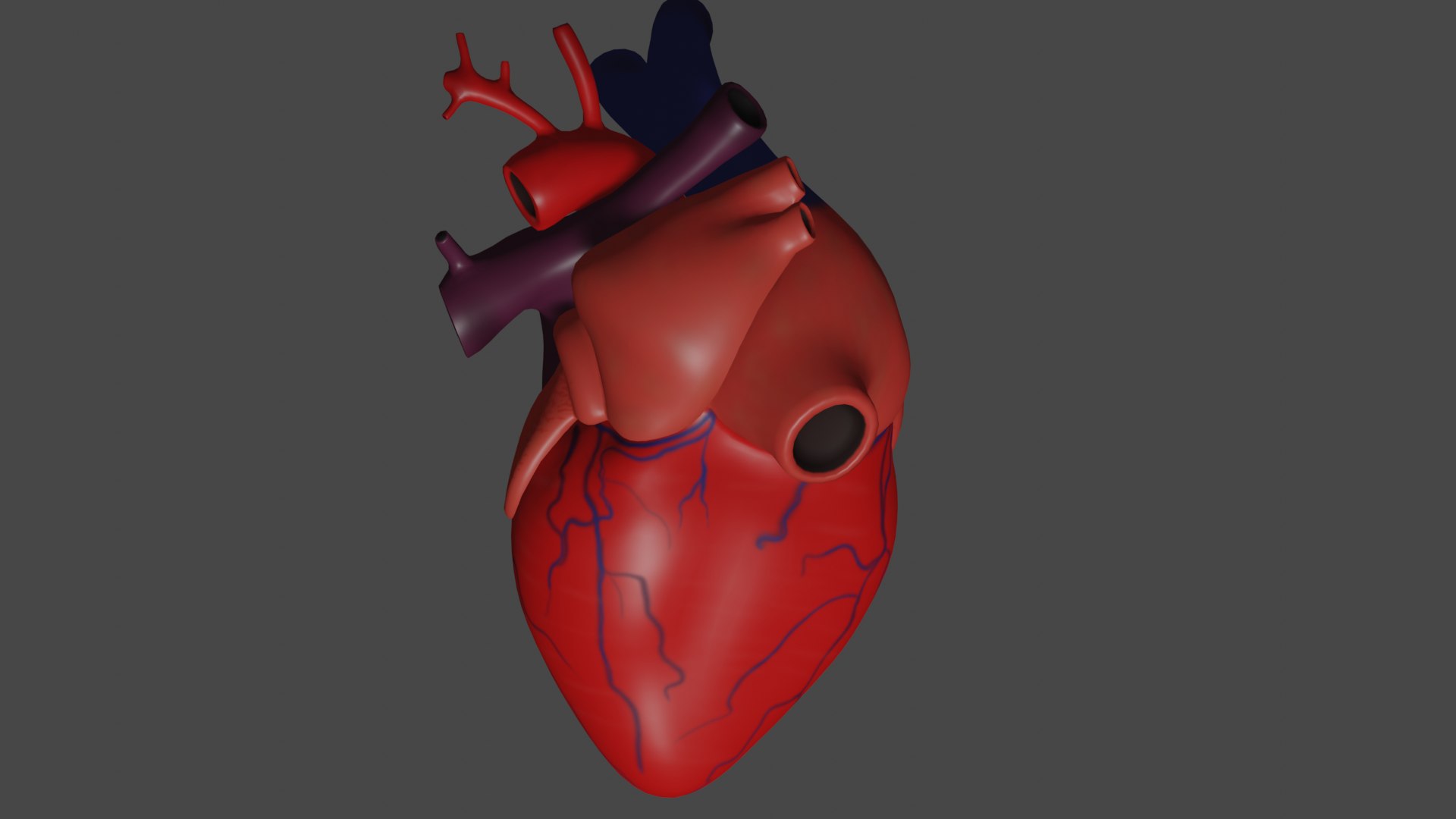 Anatomical model of the human heart 3D model - TurboSquid 2038660