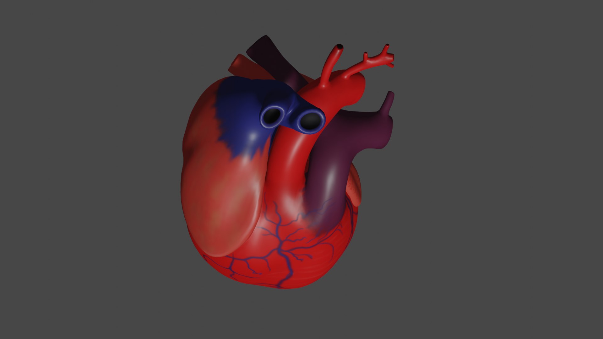 Anatomical model of the human heart 3D model - TurboSquid 2038660