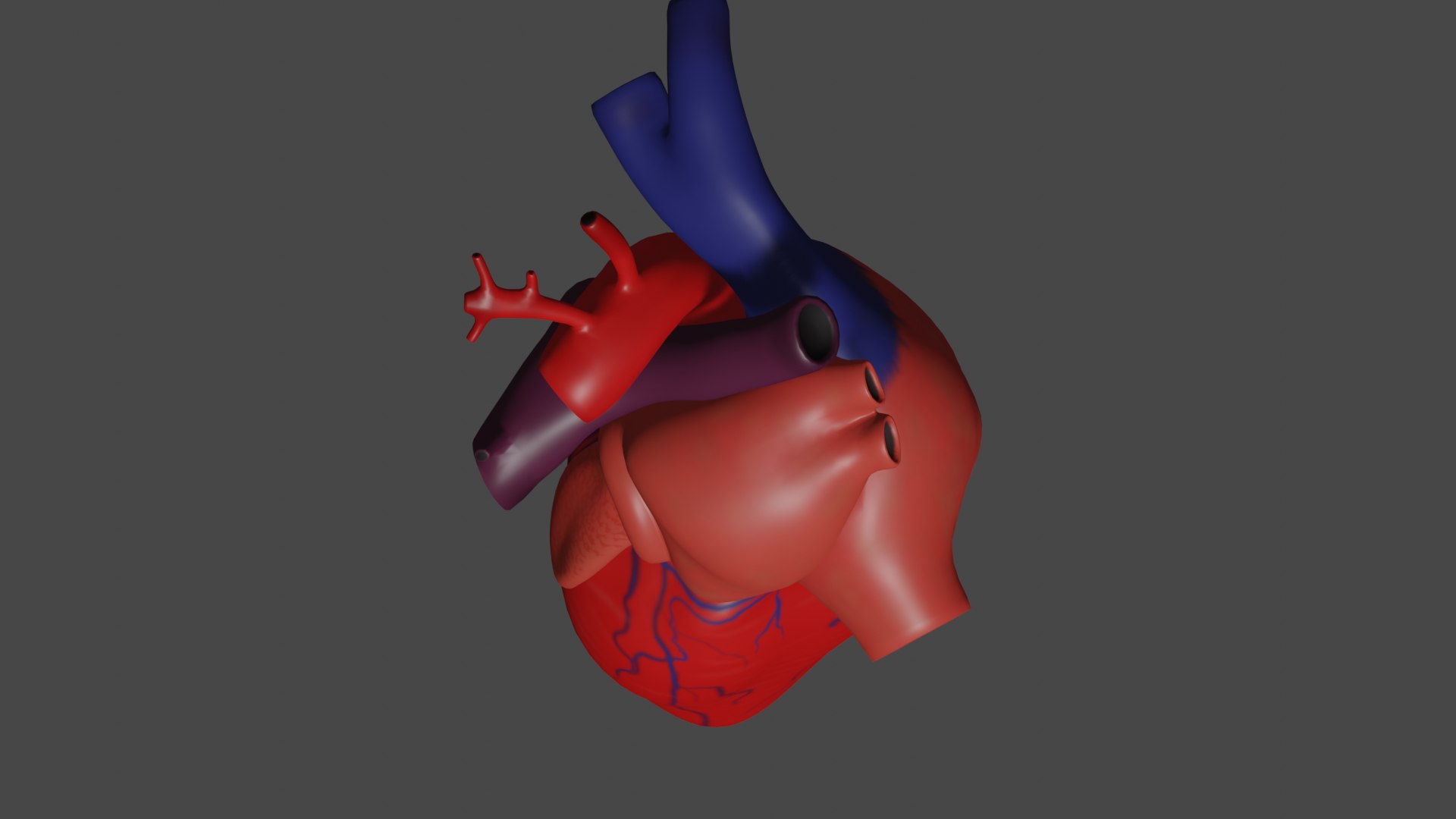 Anatomical model of the human heart 3D model - TurboSquid 2038660
