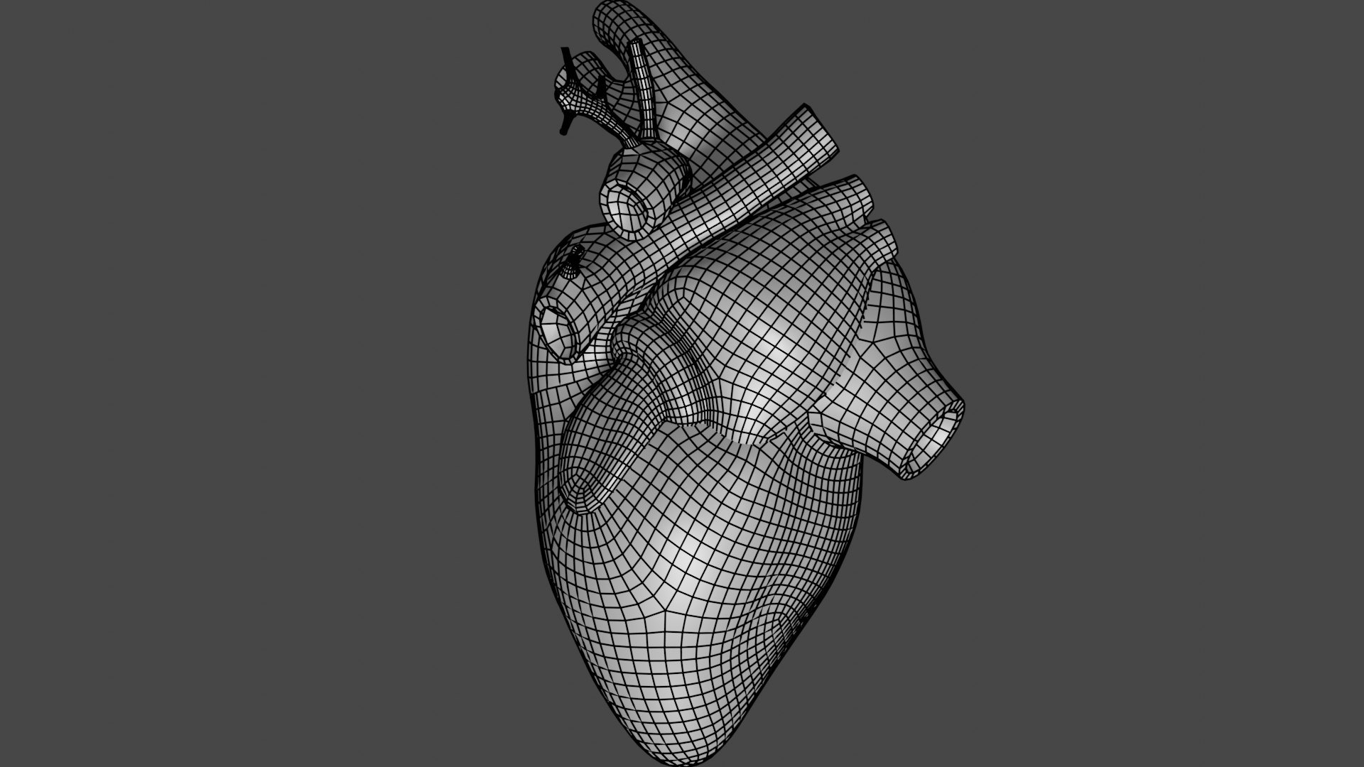 Anatomical model of the human heart 3D model - TurboSquid 2038660