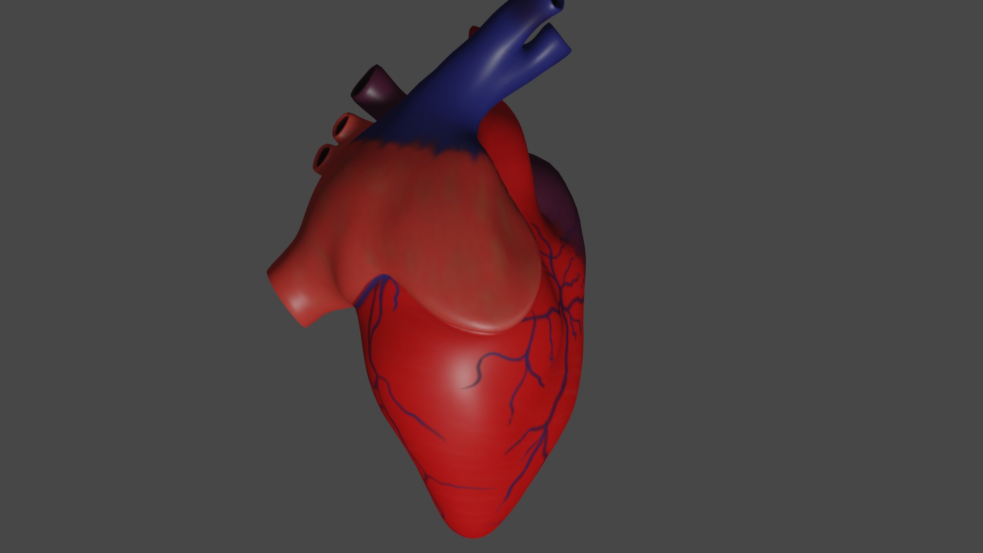 Anatomical model of the human heart 3D model - TurboSquid 2038660