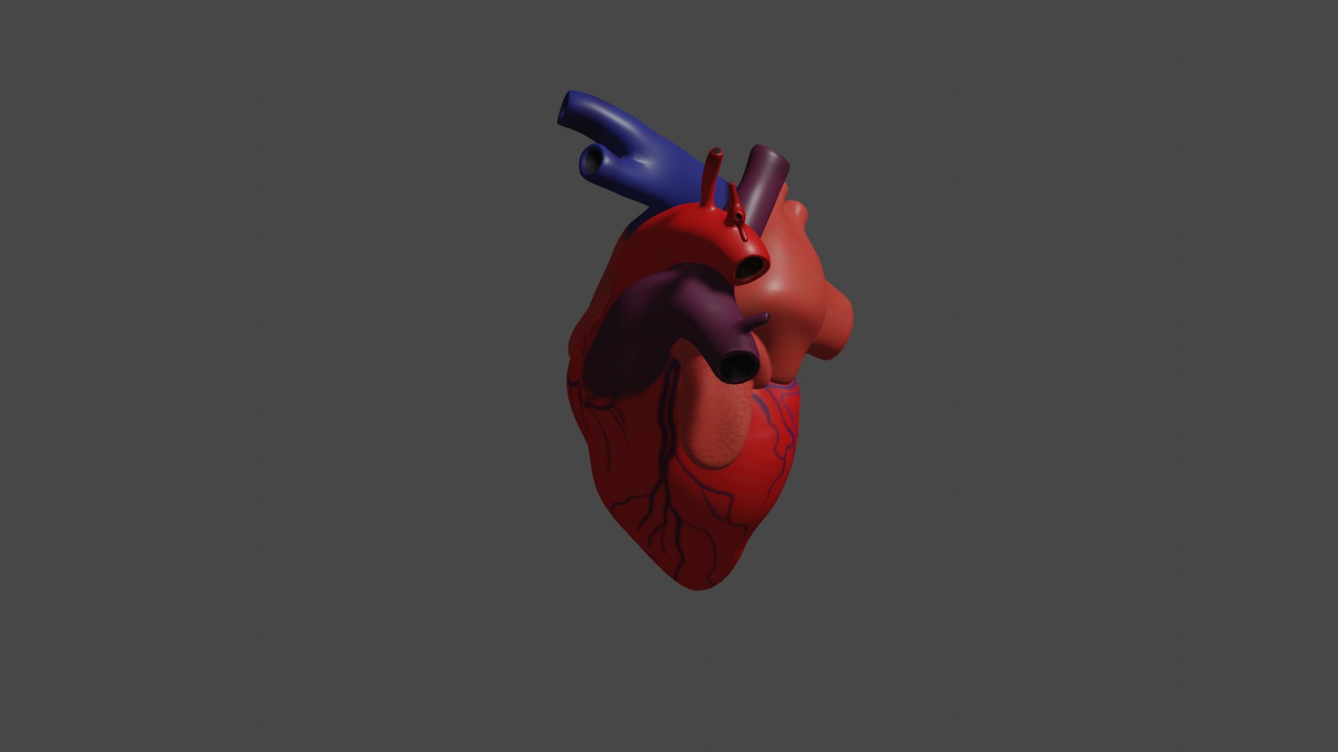 Anatomical model of the human heart 3D model - TurboSquid 2038660
