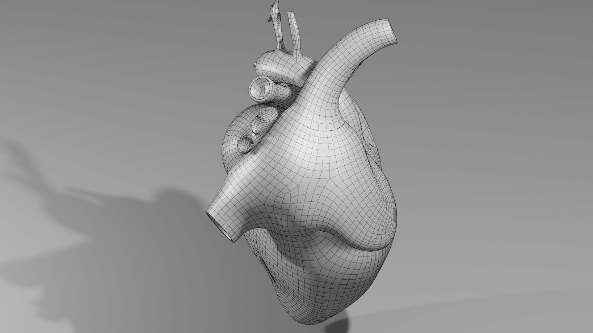 Anatomical model of the human heart 3D model - TurboSquid 2038660