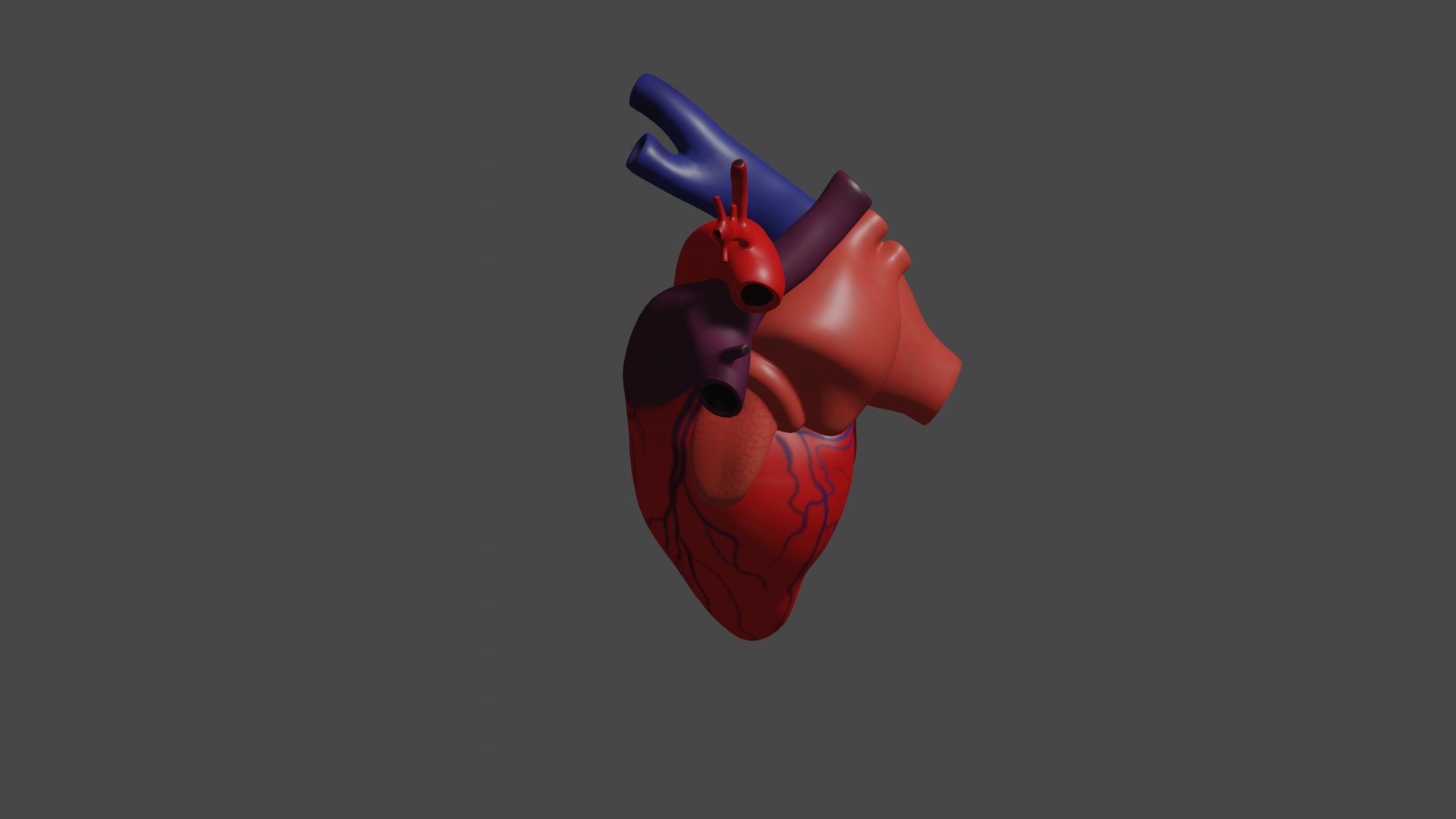 Anatomical model of the human heart 3D model - TurboSquid 2038660