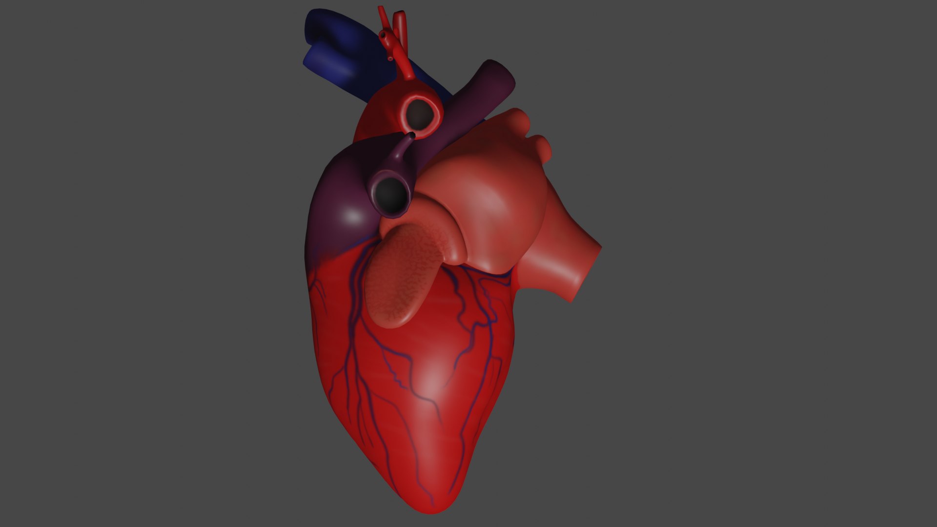 Anatomical model of the human heart 3D model - TurboSquid 2038660