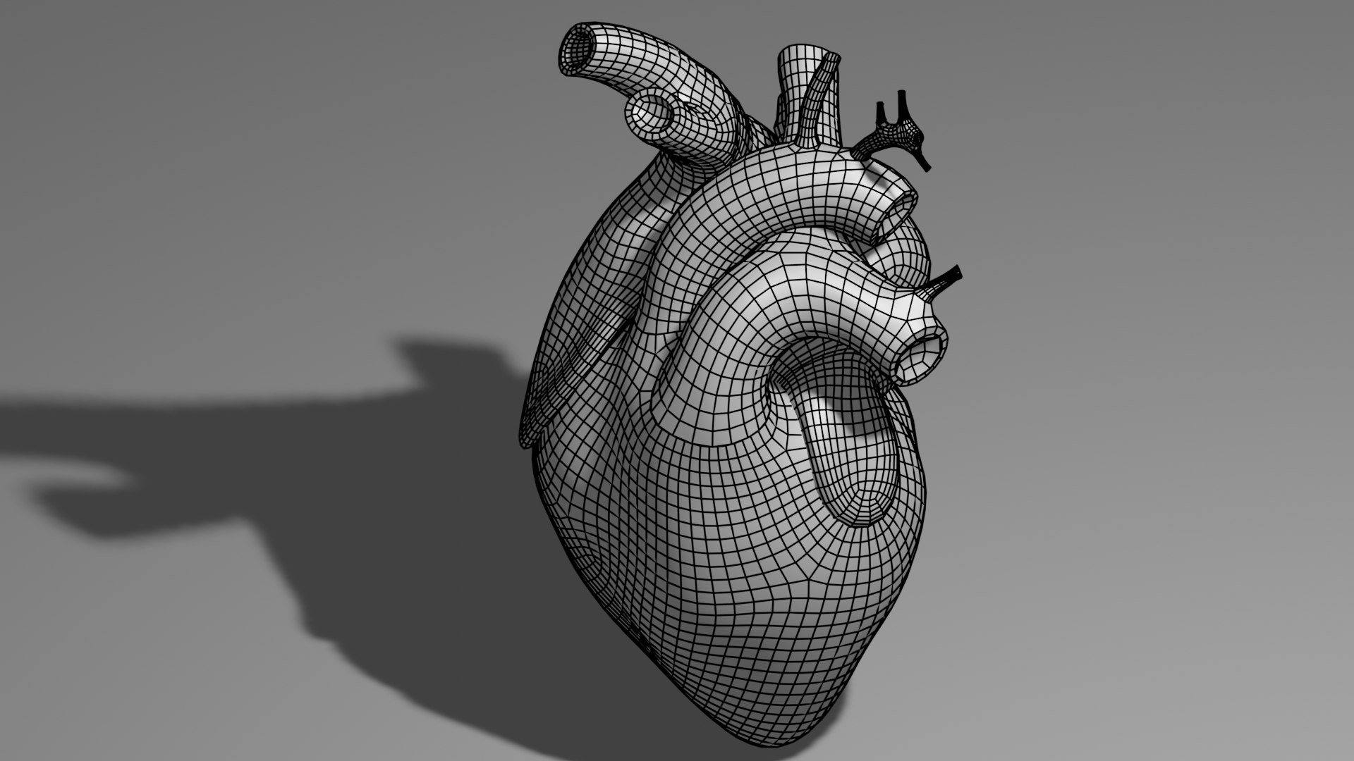 Anatomical model of the human heart 3D model - TurboSquid 2038660