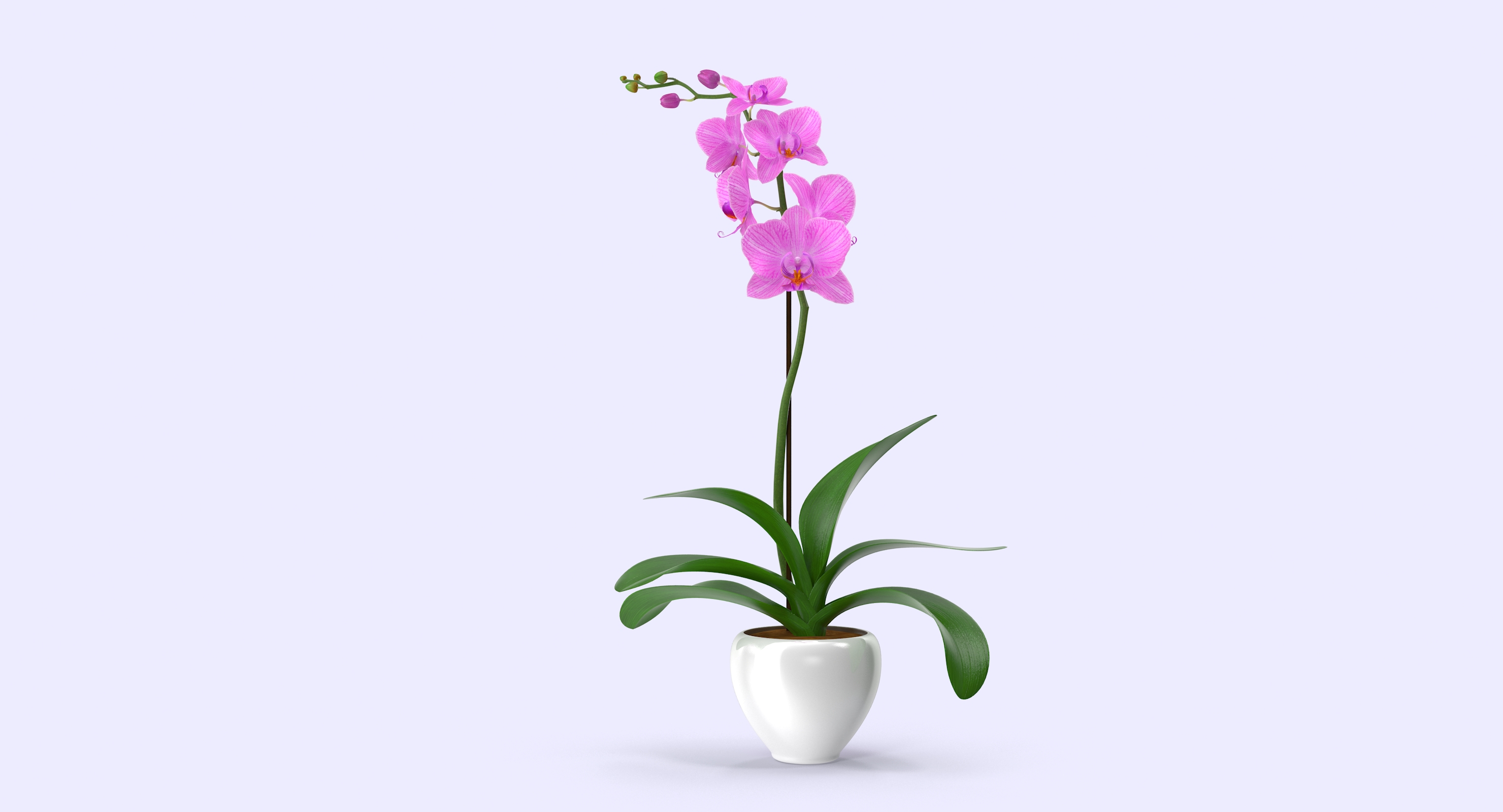 3d obj orchid modeled leaf