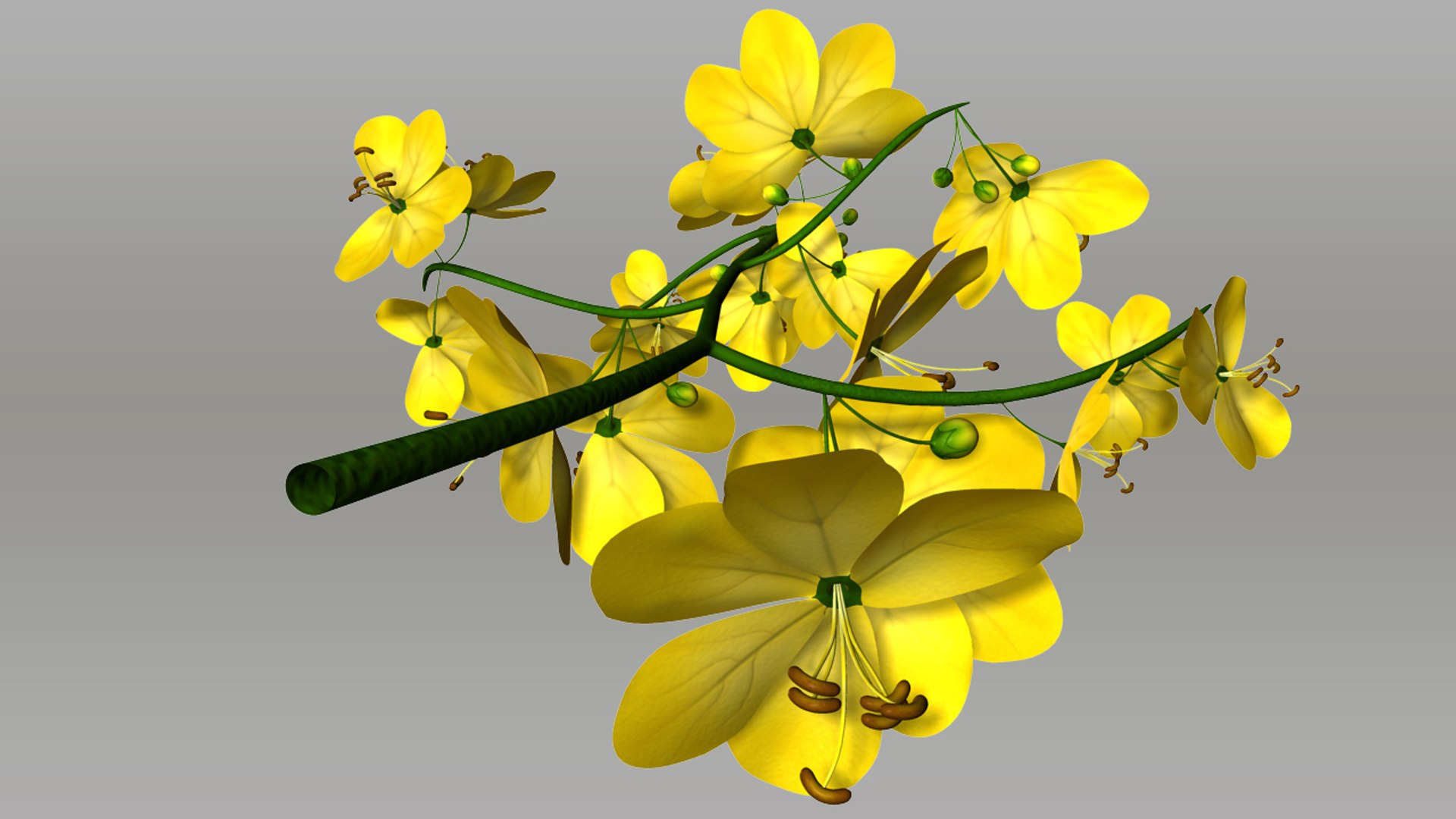 Cassia Tree 3d Obj