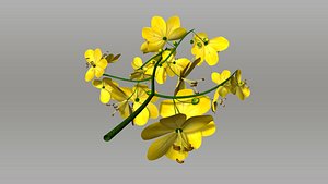 3D Cassia-Fistula Models | TurboSquid