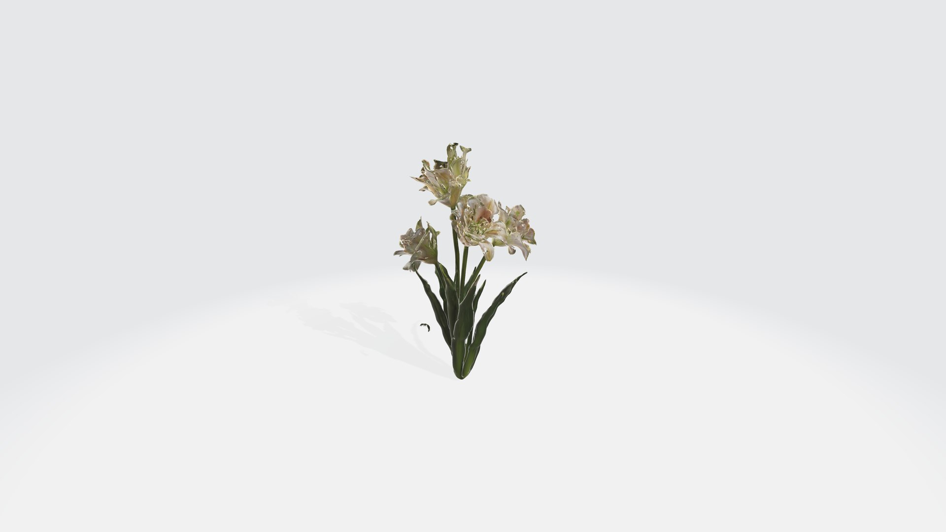 3D Model Lilium Flowers - TurboSquid 2281602