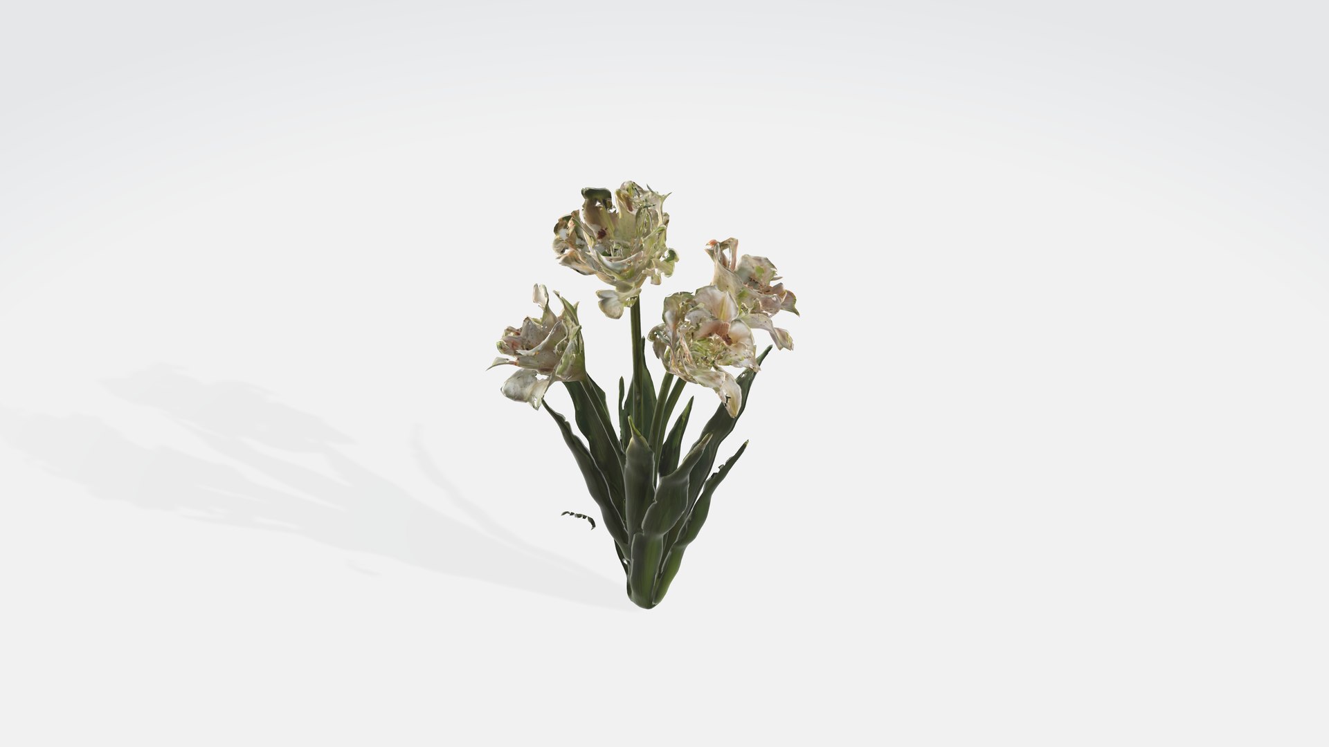3D Model Lilium Flowers - TurboSquid 2281602