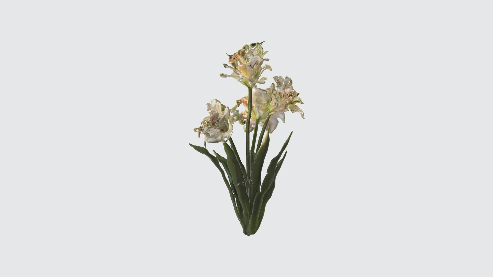 3D Model Lilium Flowers - TurboSquid 2281602